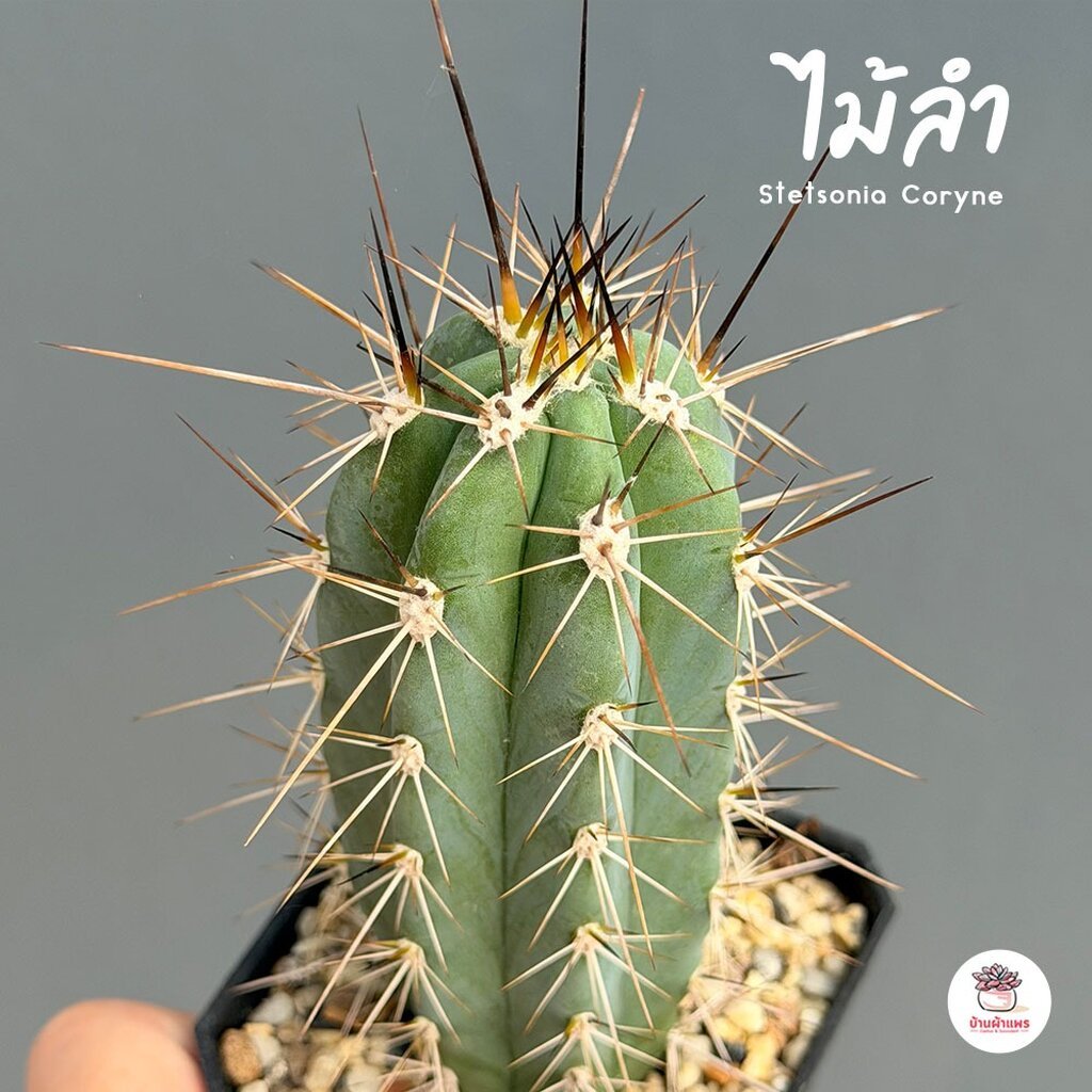 ไม้ลำ Stetsonia Coryne แคคตัส กระบองเพชร cactus&succulent | Shopee Thailand