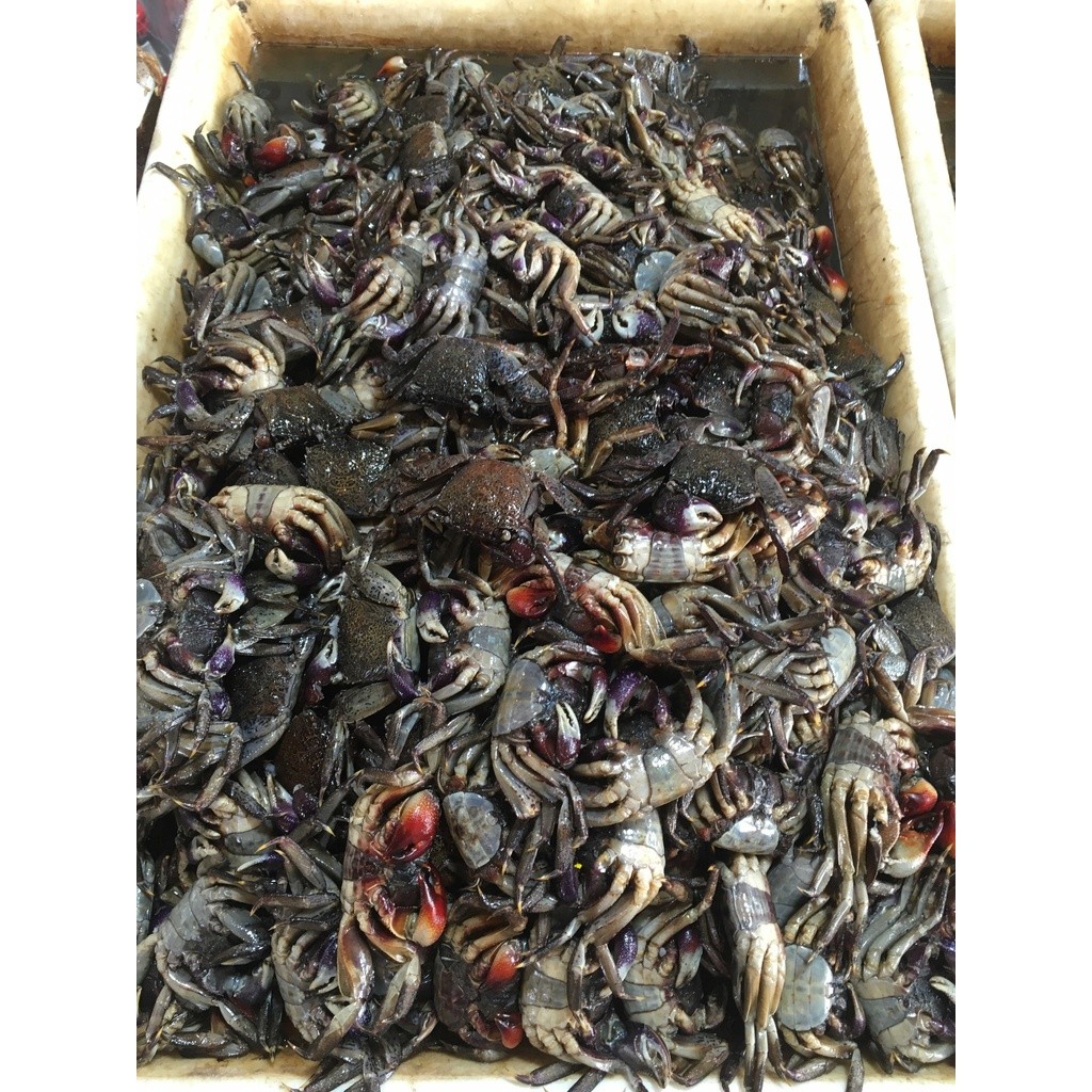 สดจากสวน ปูดองเค็ม 500 กรัม ปูทำส้มตำ ตัวเล็ก ตัวใหญ่ ราคาส่ง ราคาถูก ...