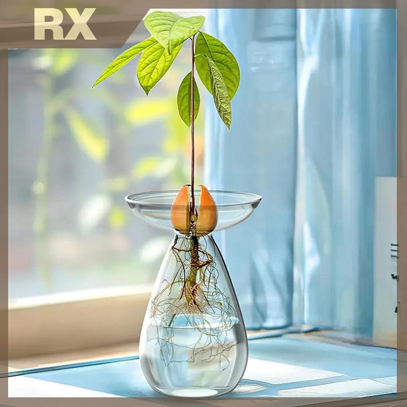สีสันโปร่งใส Avocado Hydroponic แจกันแก้ว Avocado Seed Starter แจกันชุด ...