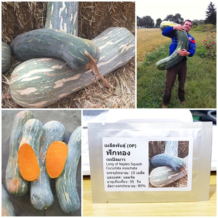 เมล็ดพันธุ์ ฟักทองเนเปิลยาว (Long of Naples Squash Seed) บรรจุ 10 เมล็ด ...