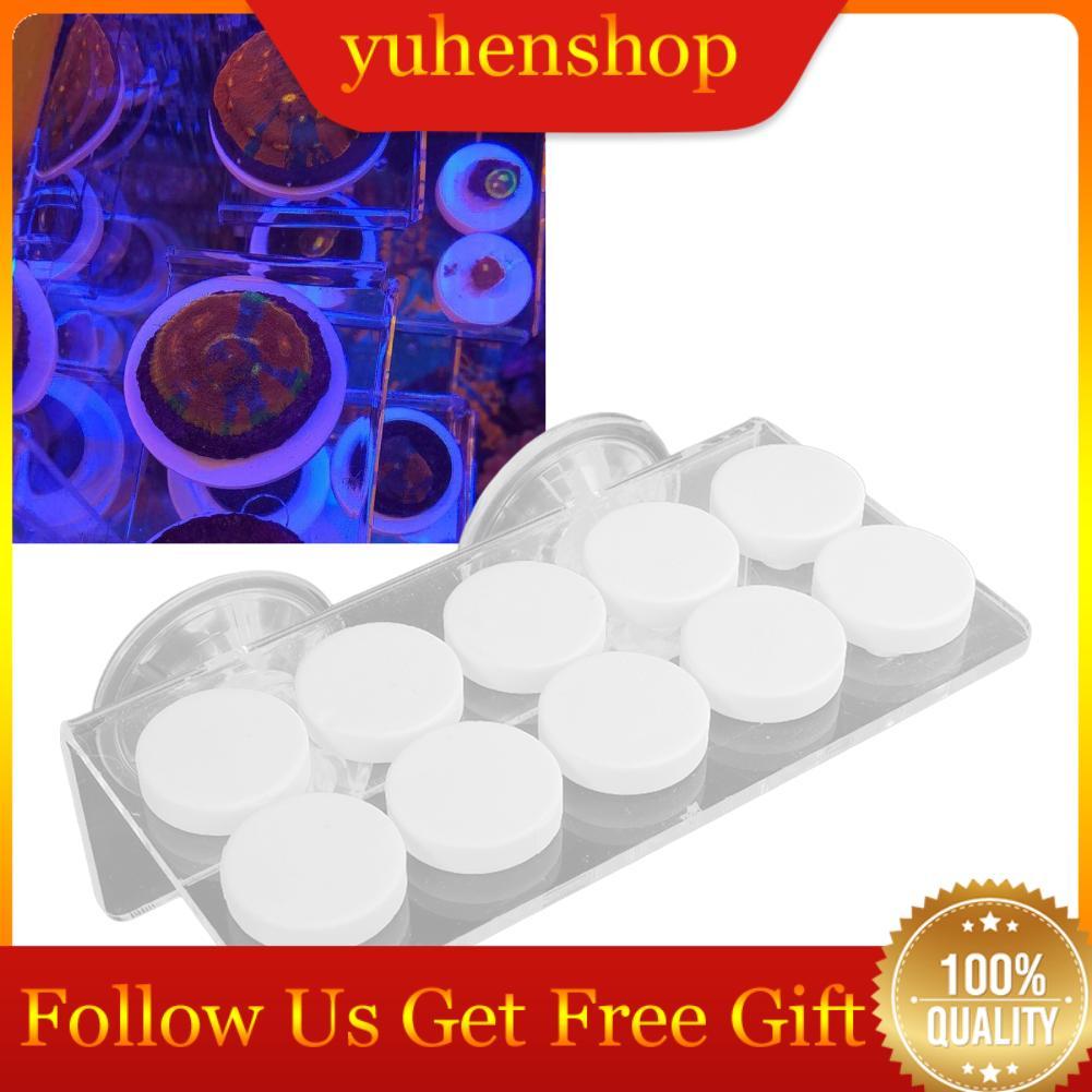 Yuhenshop Clear Frag Rack Coral ทำความสะอาดง่าย ติดตั้งง่ายสำหรับตู้ปลา ...