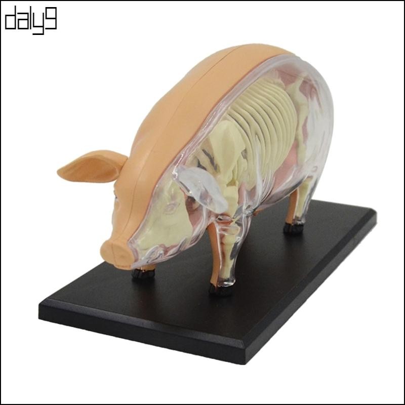 Dal Pig Anatomy Model ง่ายต่อการประกอบรูปแบบกายวิภาคศาสตร์สัตว์อุปกรณ์ ...