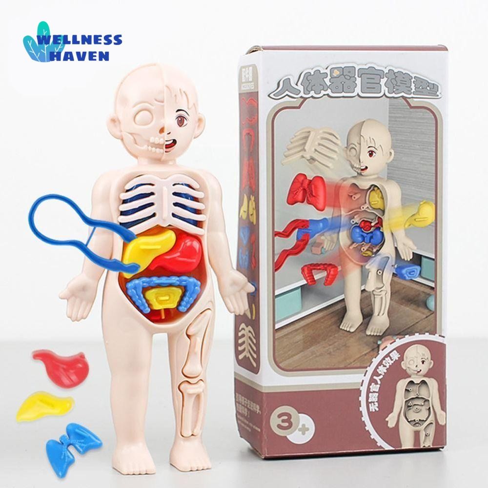 WELLNESSHAVEN Human Body Model, Mannequin Anatomy Human Anatomy Model ...