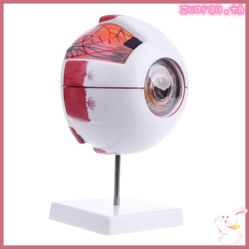 ZUO Human Anatomical Eyeball ธรรมชาติรุ่น Medical Learning Aid ...