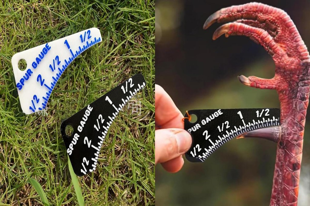 Wild Turkey Spur Ruler Wild Turkey Age Assessment Wild Turkey Spur ...