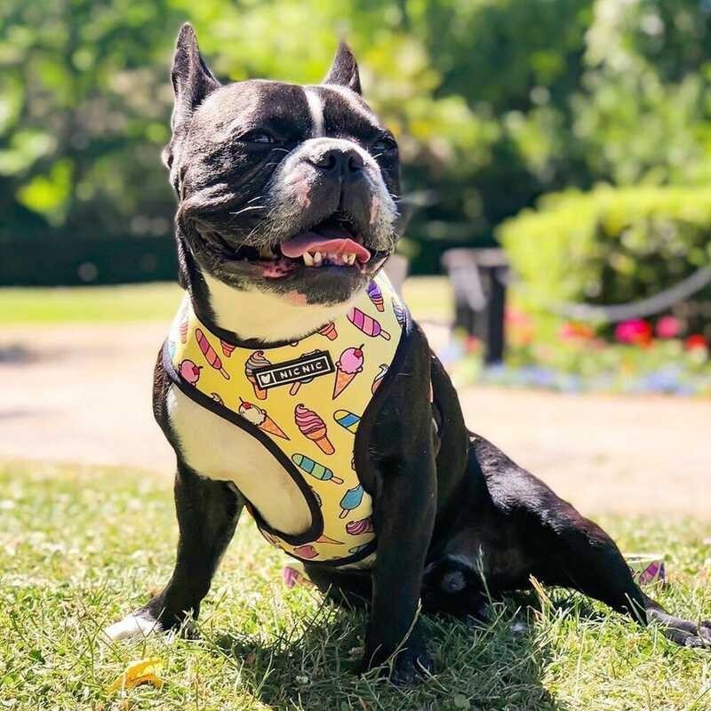 （Papi Pet）ฤดูร้อนสายรัดสุนัขขนาดเล็กไม่มีดึงสายรัดสุน | Shopee Thailand