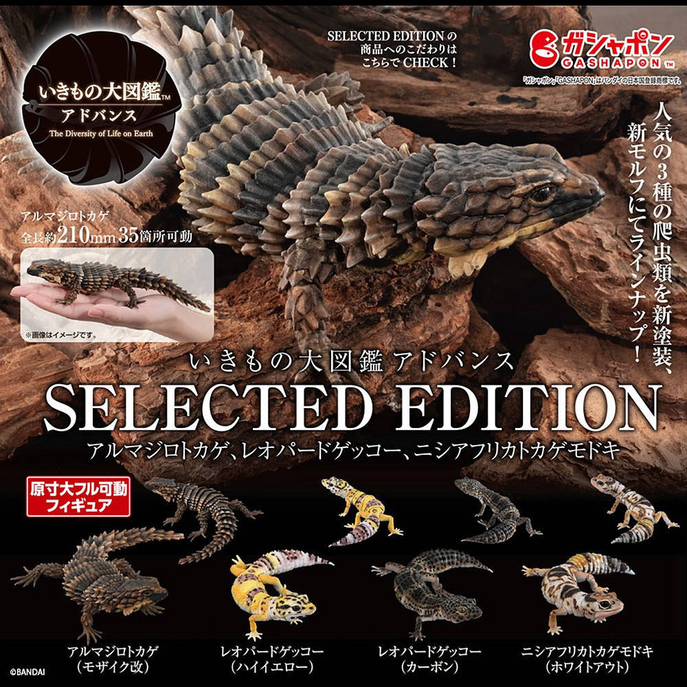 Bandai BANDAI Gashapon Selected Edition โครงสร้างเคลื่อนย้ายได้ รุ่น ...