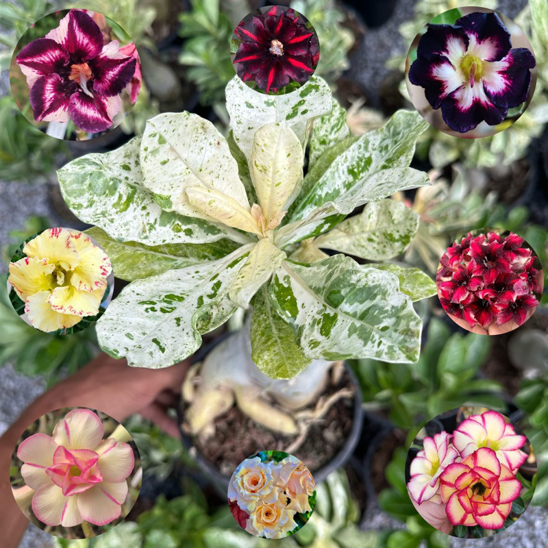 ในสต็อก ADENIUM BATIK RARE THAI REAL LIVE PLANT MULTI LAYER (POKOK ...