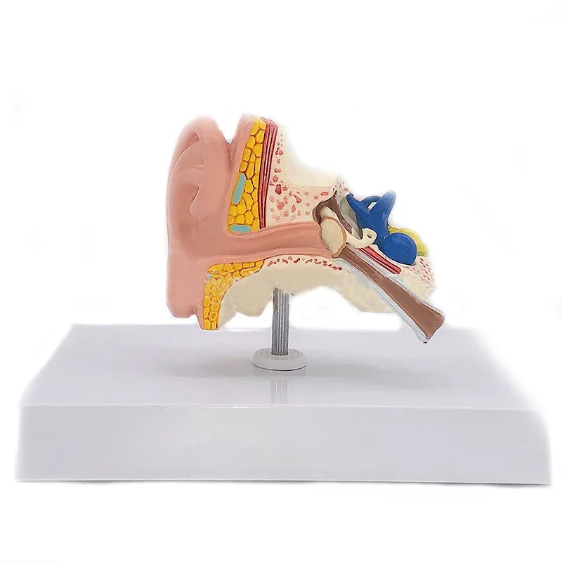 Desktop Ear Anatomy Model Human Medical Ear Anatomy Model Full Ear ...
