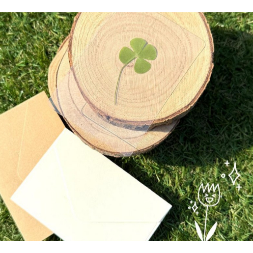 [DANBI Shop] Four leaf clover / ปลูกโดยตรงในเกาหลี / *สุขสันต์วันปีใหม่*/ รับฟรีเมื่อซื้อสินค้า ...