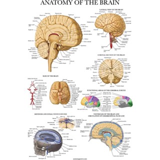 Chaoge Art Brain Anatomy โปสเตอร์ลามิเนตแผนภูมิกายวิภาคของสมองของมนุษย์ | Shopee Thailand