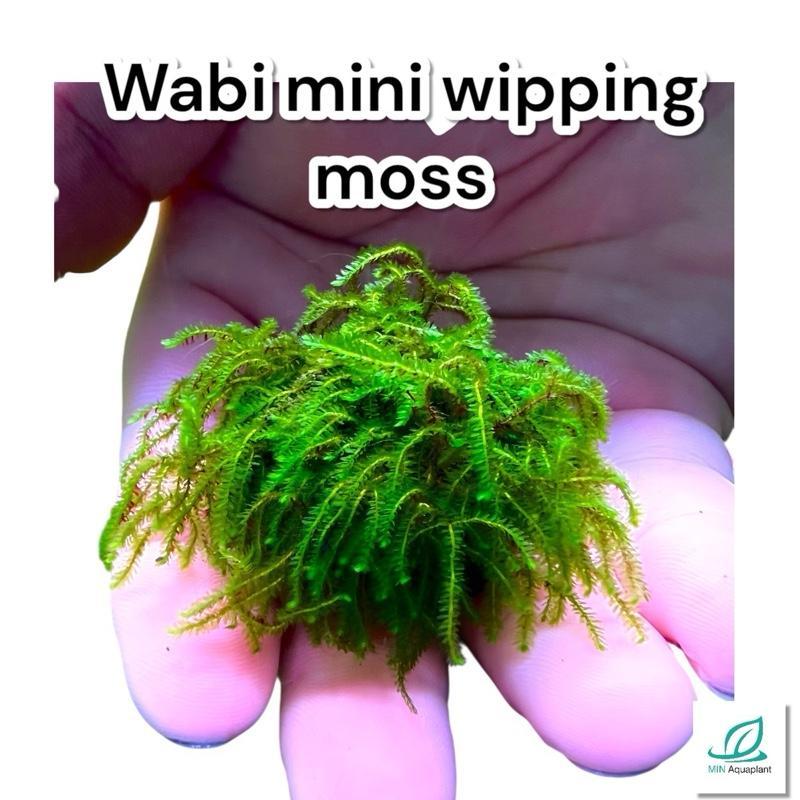 [MIN] Wabi mini wipping moss มอสโคตรย้อย เส้นสั้น มาพร้อมลูกดินwabi ...