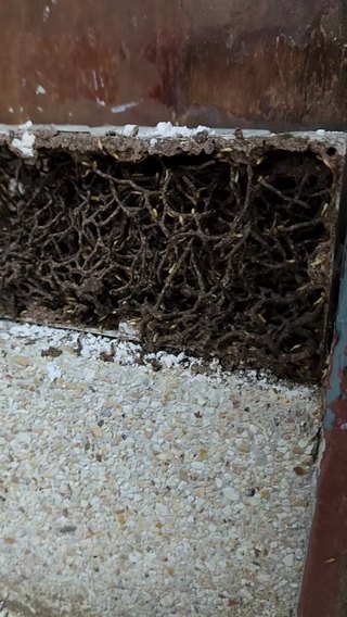 TERMATRIX Termite Bait เหยื่อกำจัดปลวก ขนาด 100 กรัม และสถานีสำหรับบรรจุเหยื่อ กำจัดปลวกตายยกรัง ...