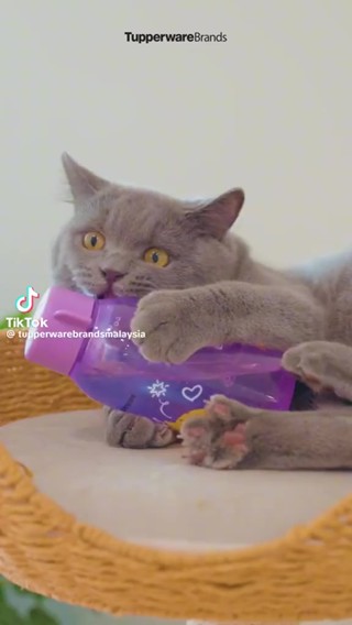 ขวดน้ำ Tupperware รุ่น Kitty Quencher Eco Bottle ขนาด 350ml | Shopee ...