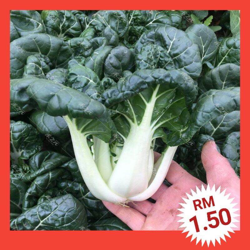 หน้าแรก/หน้าหลัก/หน้าหลัก/หน้าหลัก/หน้าหลัก/หน้าไบค์/ บริษัท/กระ/พอิท/มัสตาร์ด/ MKMG | Shopee ...