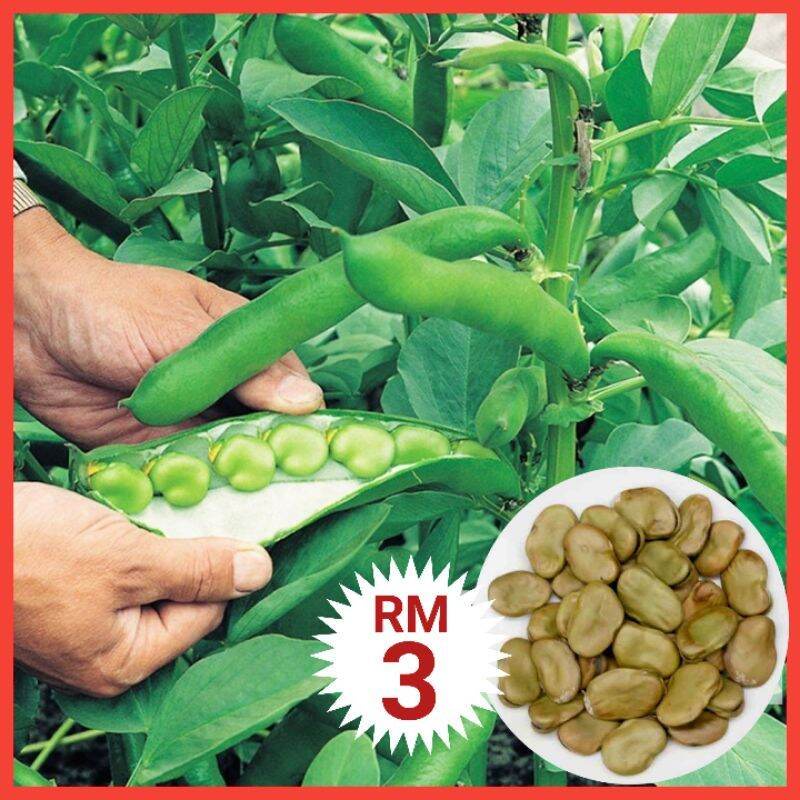 หน้าแรก/หน้าหลัก/หน้าหลัก/หน้าหลัก/หน้าหลัก/หน้าไบค์/ บริษัท/กระ/พอิท/มัสตาร์ด/ MKMG | Shopee ...