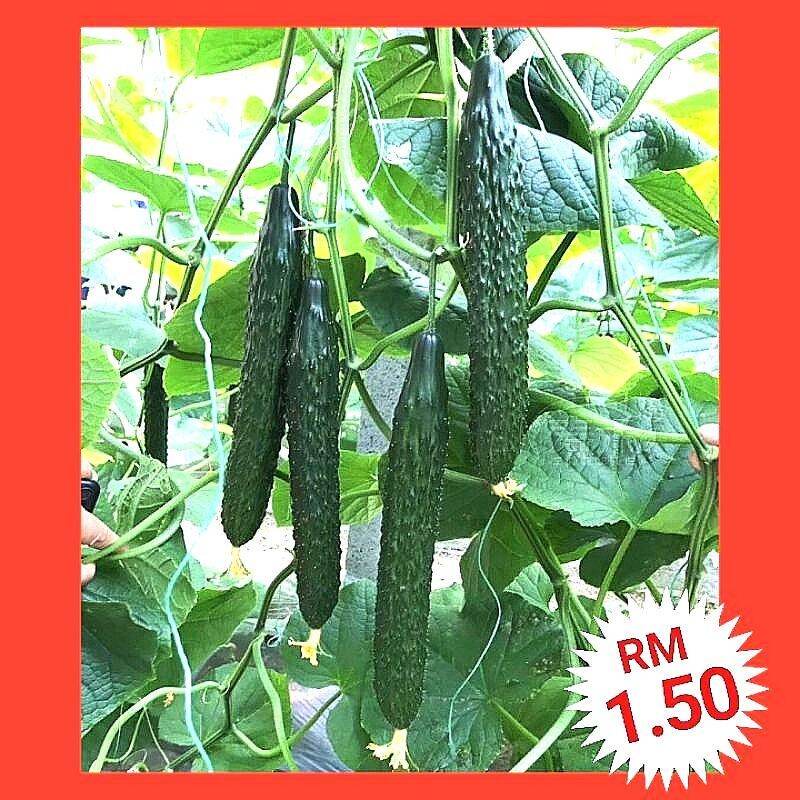 หน้าแรก/หน้าหลัก/หน้าหลัก/หน้าหลัก/หน้าหลัก/หน้าไบค์/ บริษัท/กระ/พอิท/มัสตาร์ด/ MKMG | Shopee ...