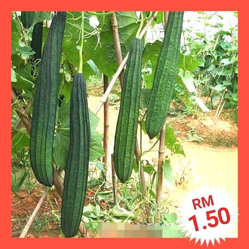 หน้าแรก/หน้าหลัก/หน้าหลัก/หน้าหลัก/หน้าหลัก/หน้าไบค์/ บริษัท/กระ/พอิท/มัสตาร์ด/ MKMG | Shopee ...