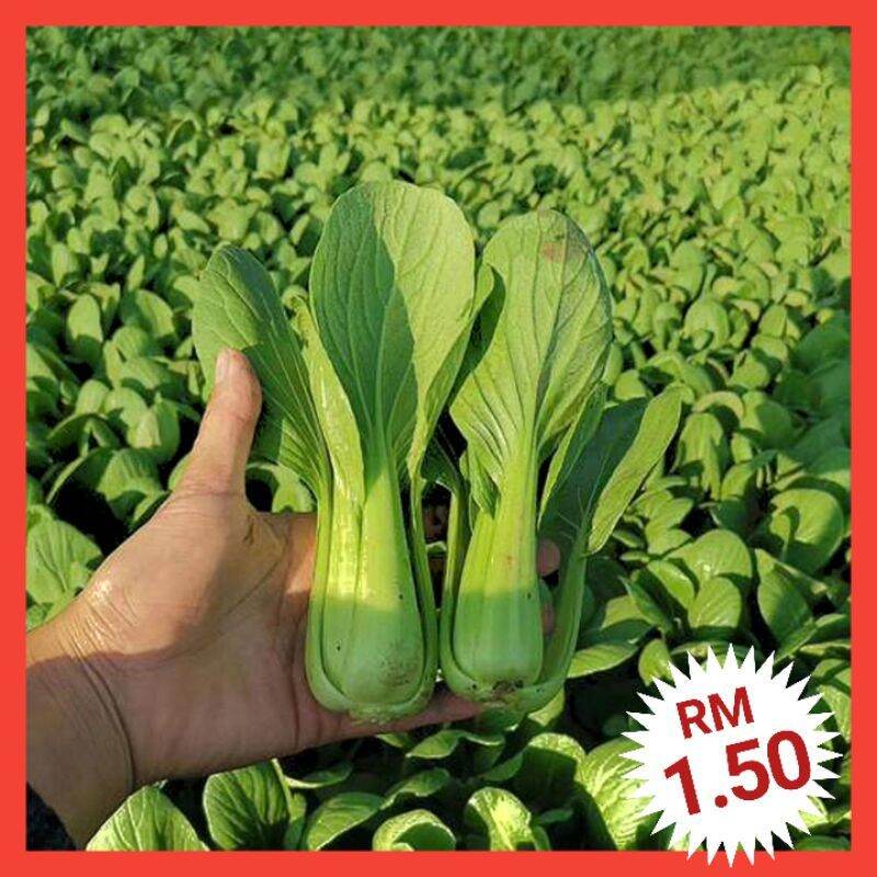 หน้าแรก/หน้าหลัก/หน้าหลัก/หน้าหลัก/หน้าหลัก/หน้าไบค์/ บริษัท/กระ/พอิท/มัสตาร์ด/ MKMG | Shopee ...