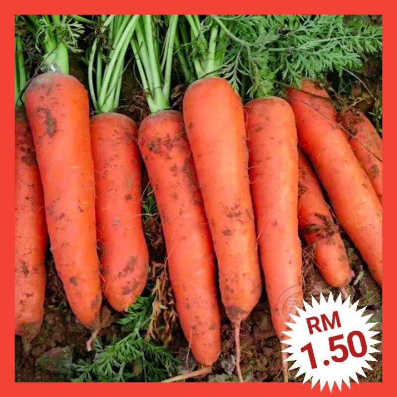 หน้าแรก/หน้าหลัก/หน้าหลัก/หน้าหลัก/หน้าหลัก/หน้าไบค์/ บริษัท/กระ/พอิท/มัสตาร์ด/ MKMG | Shopee ...