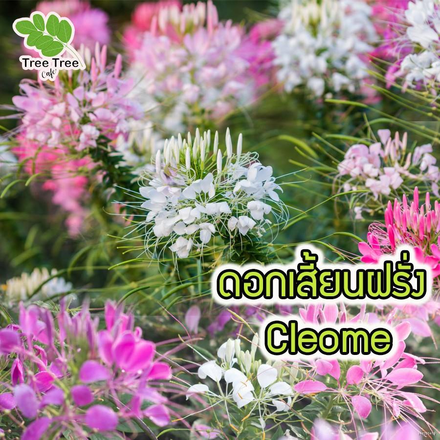 Local ฟาร์มสุข เมล็ดดอกไม้ ดอกเสี้ยนฝรั่ง Cleome (คละสี) เมล็ดพันธุ์ ...