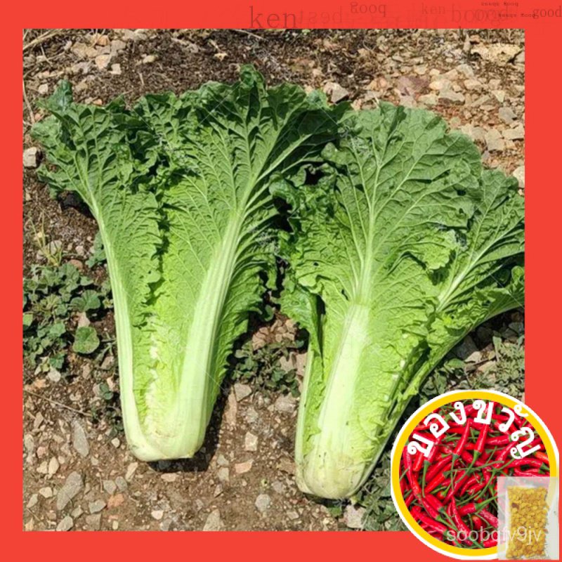 เมล็ดกะหล่ำปลียาว (200 /-⬆)/เมล็ดยาว/เมล็ดพันธุ์ FPGE | Shopee Thailand