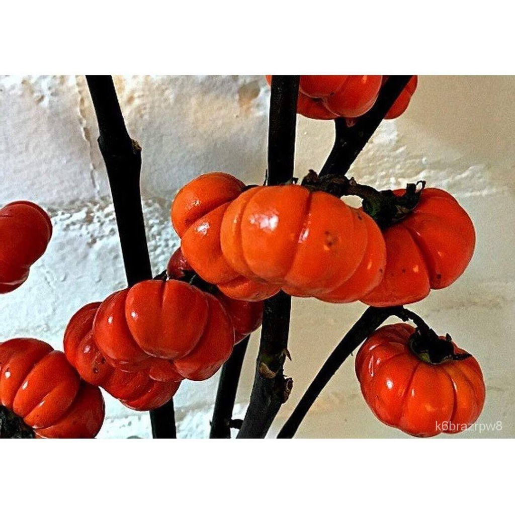 อินทรีย์็ด ใหม่็ด 20 ใหม่ ใหม่็ด มะเขือพวง มะเขือเปราะ สีแดง RED ...