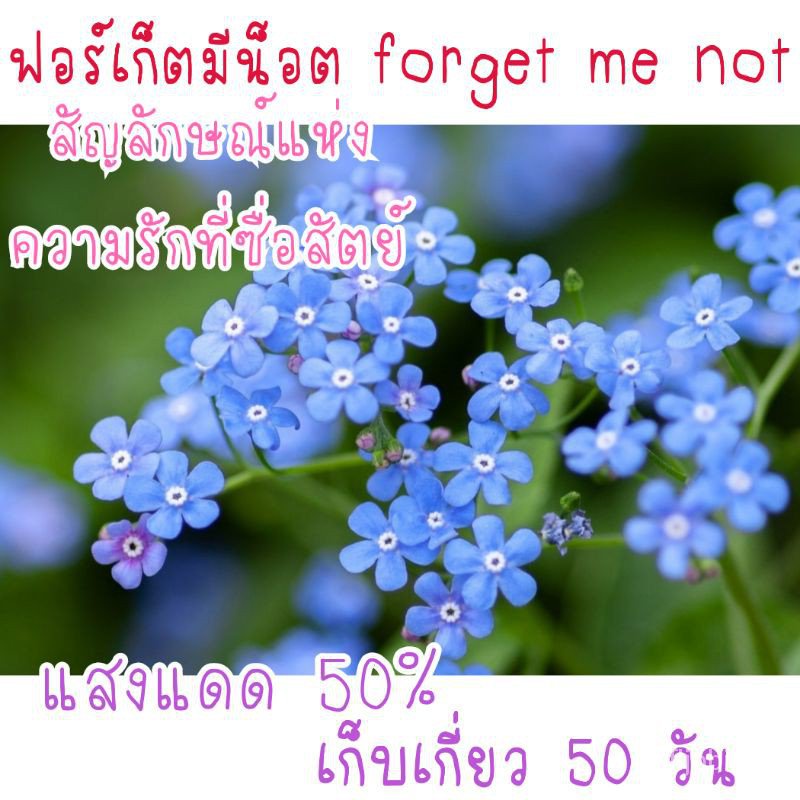 เมล็ดพันธุ์ ฟอร์เก็ตมีน็อต chinese forget me not 20เมล็ด UV7L | Shopee ...