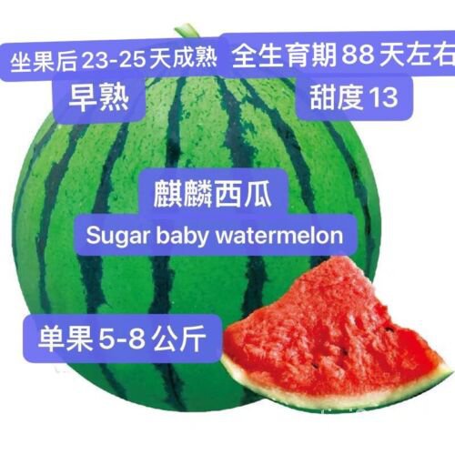 พเน้ำตาล30sugarเมล็ดแตงโมน้ำตาลมแคปซูล30 seeds์ทารก ุถั่ว็ล น2022ปีธ ...