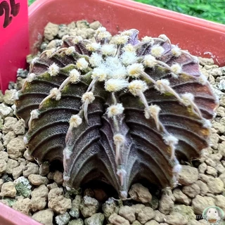 lb2178 แท้ 13พู ราคาพิเศษ | ซื้อออนไลน์ที่ Shopee ส่งฟรี*ทั่วไทย!