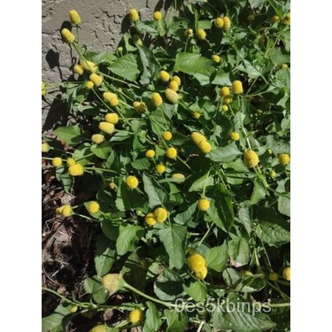 เมล็ด 100 Paracress Seed Bath Button Toothache Plant 04ออนซ์ Pkg จัดส่ง ...