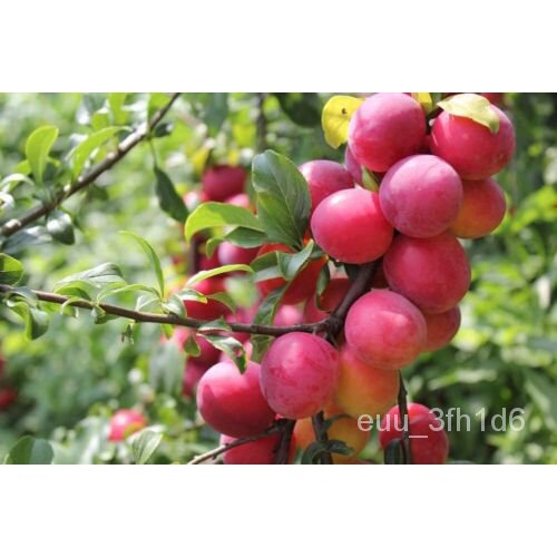 เมล็ด 10 Prunes Tree Seeds For Planting Prunus Made In USA Iowa Ship ...