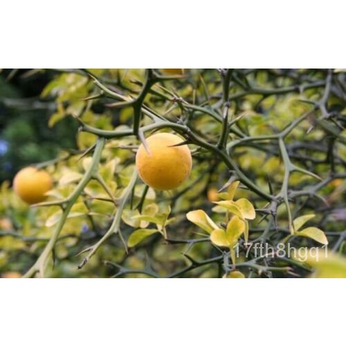 เมล็ด Poncirus trifoliata-Citrus rootstock เมล็ด X200 (avail. เดือน ...