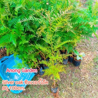 silver oak ราคาพิเศษ | ซื้อออนไลน์ที่ Shopee ส่งฟรี*ทั่วไทย!