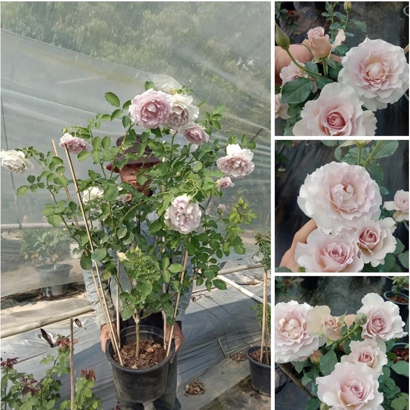 Libellula Rose สายพันธุ์ที่มีกลิ่นหอมหวานละมุน มีปลูกจะดูดีมีเสน่ห์ ...