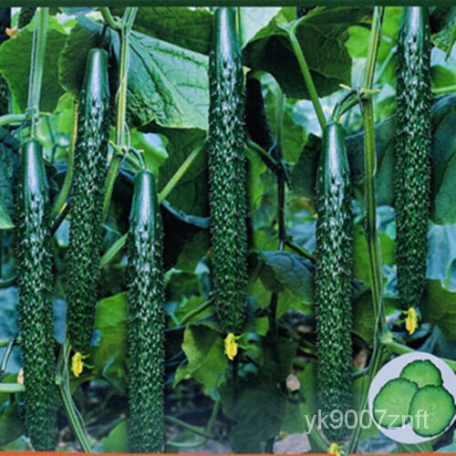เมล็ด 60 Chinese Tender Cucumber Seeds 2022 Chinese Cucumber Seeds ...