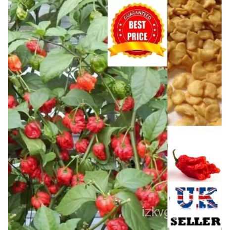 เมล็ด CAROLINA REAPER CHILLI PEPPER SEEDS, SUPER HOT 100% GENUINE, UK ...