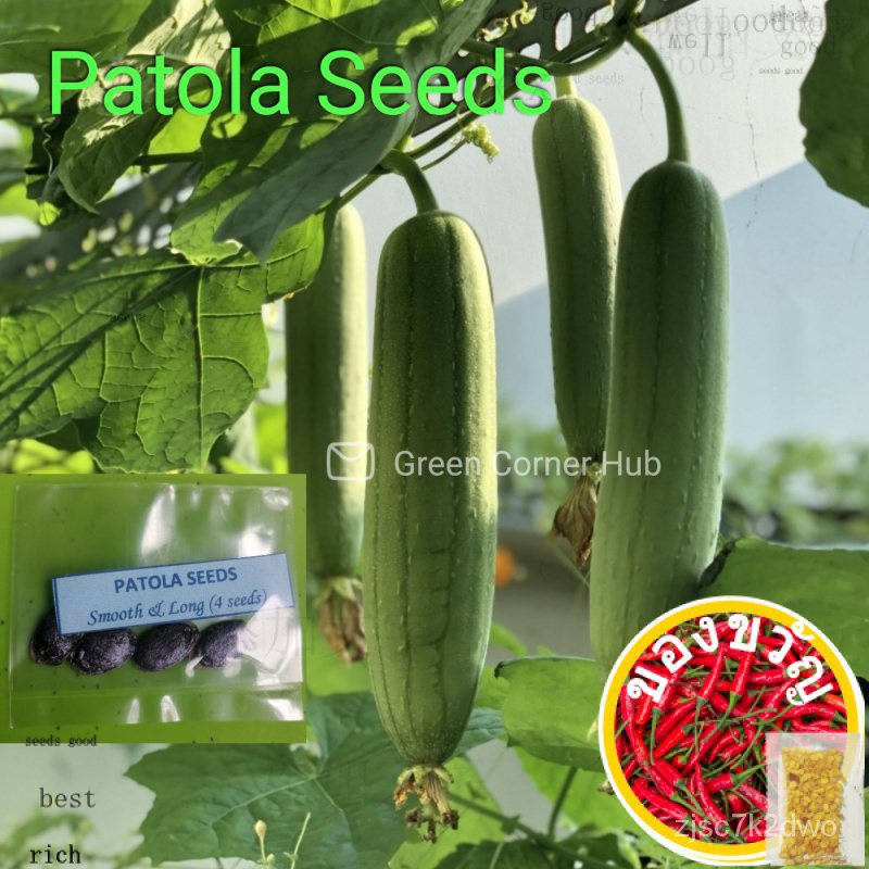 Patola Seeds (Smooth & Green)/ดอกไม้/ดอกไม้/สว/ สาก/ดอกทานตะวัน/ดอกไม้ ...
