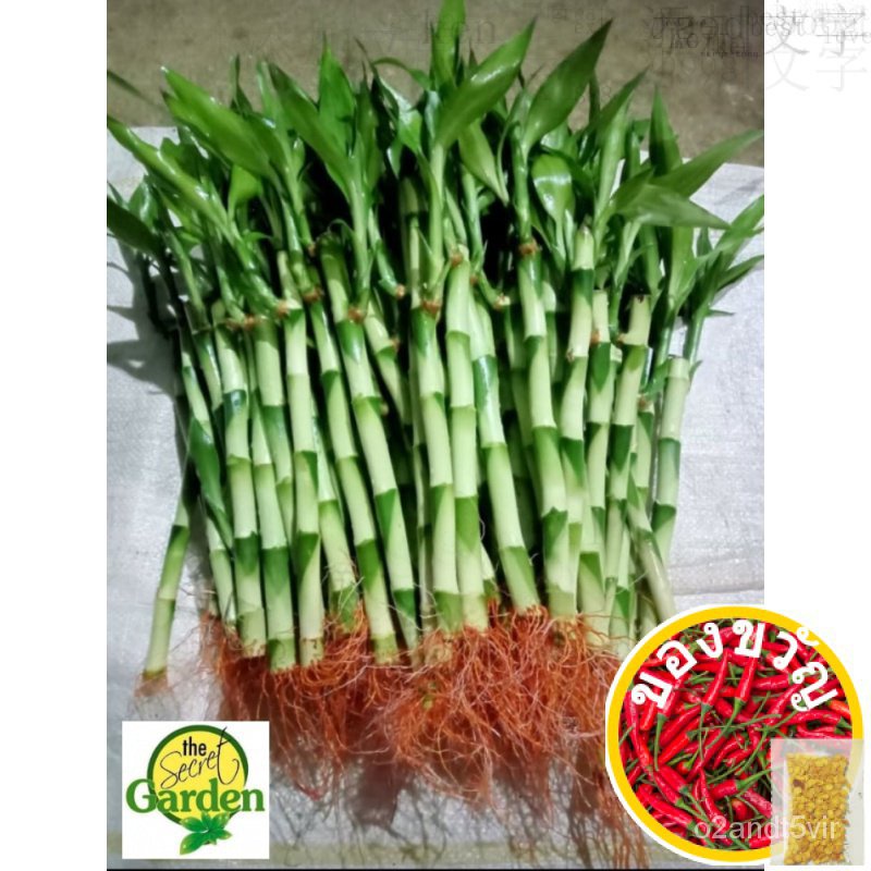 ∮-1นิด (∩,∩)-เมทิล/เม็่น/สวน/ดอกไม้/สวน/ MDIL | Shopee Thailand