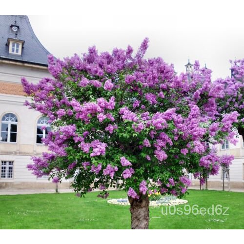 เมล็ด 1-1000ชิ้นปลาย Ding Xiangshu เมล็ด Villous Syringa Villosa ผักชี ...