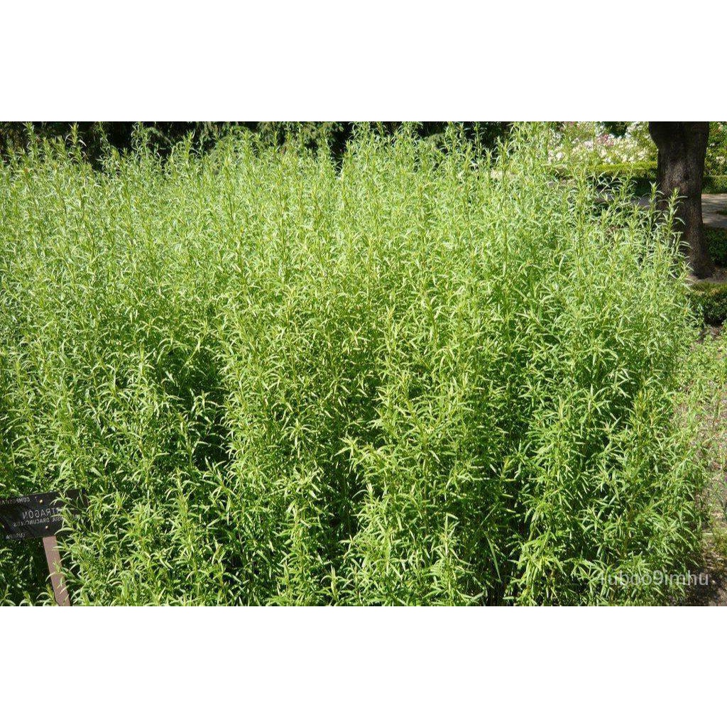อินทรีย์็ด ใหม่็ด ใหม่ รัสเซียน ทาร์รากอน Artemisia dracunculus Russian ...