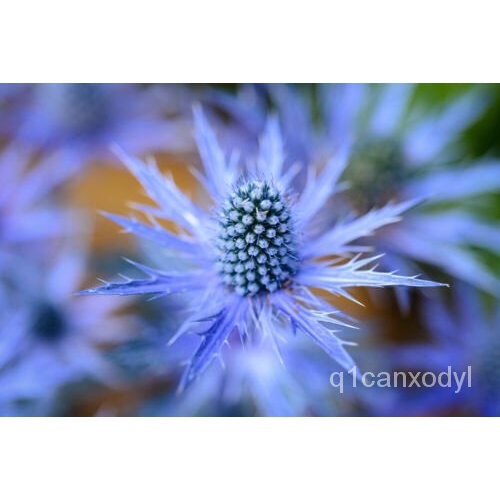 เมล็ด 25 Blue Star Seeds Plant Growing Sea Holly Niobium Flower Seeds ...