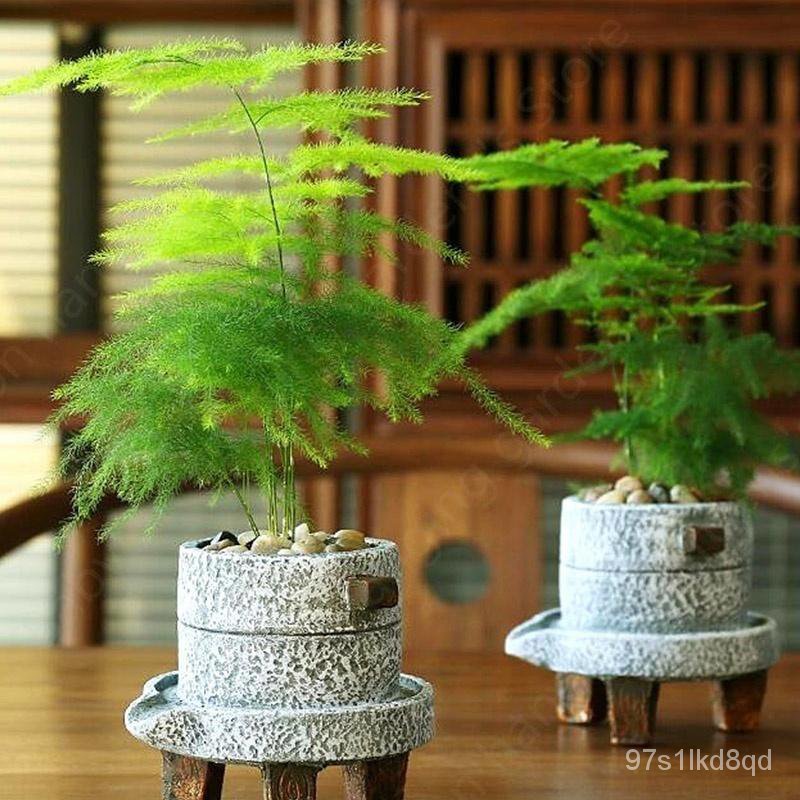 10 Pcs Asparagus Fern Tree Seeds Evergreen Indoor Potted Plants Bonsai ...
