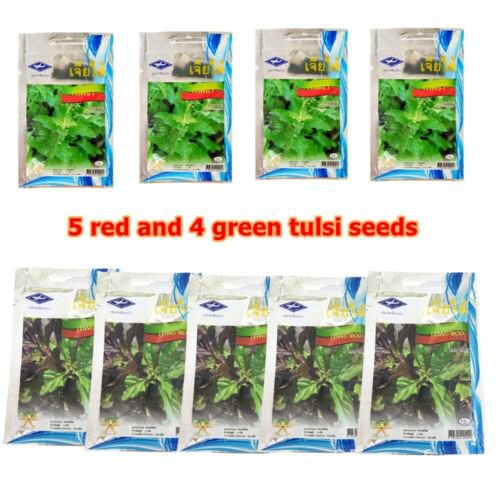 เมล็ด 4 5เมล็ด Red Holy basil Holy basil Tulsi basil Plant herb ...