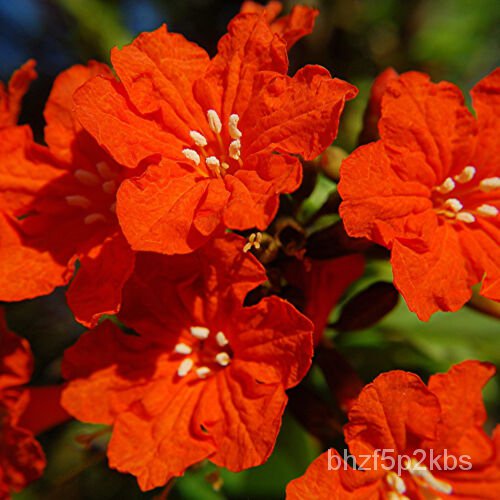 เมล็ด Gedith และ Geranium และ shebesten และ shemida, ผักบุ้ง | Shopee ...