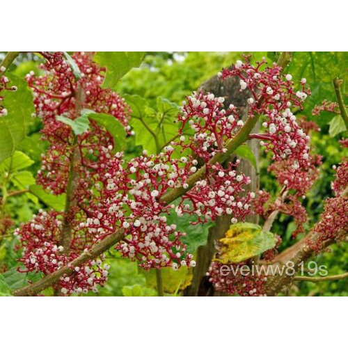 เมล็ด Urera baccifera | ผักบุ้งไม้ตำแย | chichaste | ortiga | 10_Seed ...