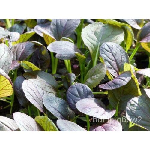 เมล็ด ผัก-Microgreens-Pak Choi - Red Wizard F1-1500เมล็ด-1st Class ...
