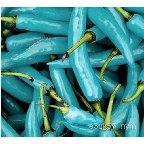 เมล็ด 100ชิ้น Blue Naga Jolokia Chilli Seeds-Bute Jolokia - Ghost ...