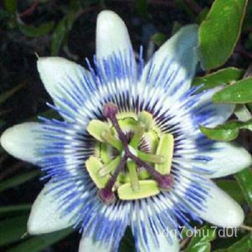 เมล็ด 10 Passiflora caerulea Passion flower/flower seed/signia zonel 6 ...
