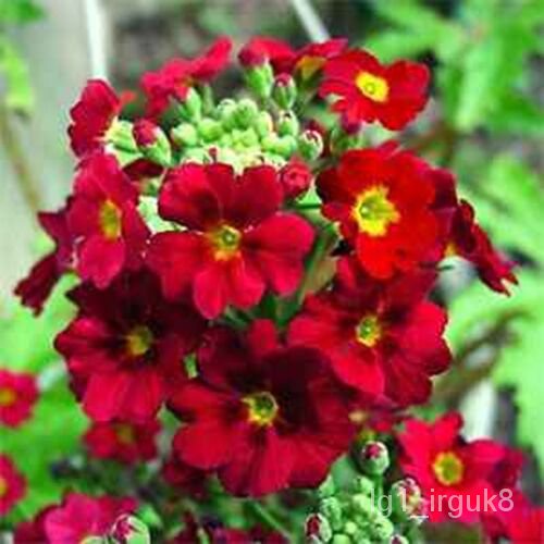 เมล็ด Primrose-Fairy- Primula Malacoides-Deep Red-50 Seeds-BOGO 50% ...